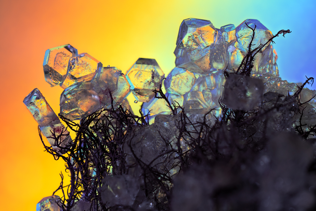 Arborea – Elizabeth Woodger